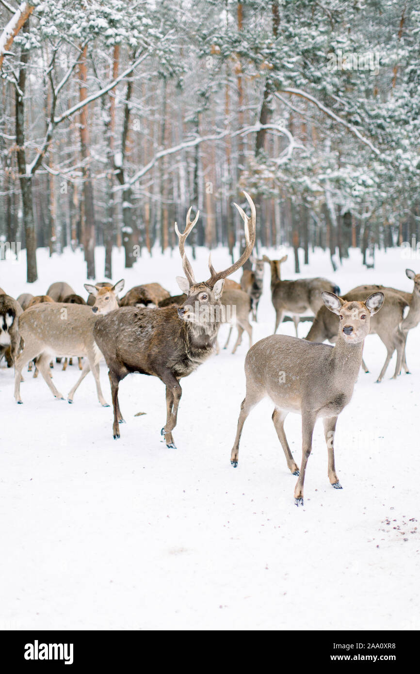 Young deer in winter forest. Deer with snowy background. Wild animals ...