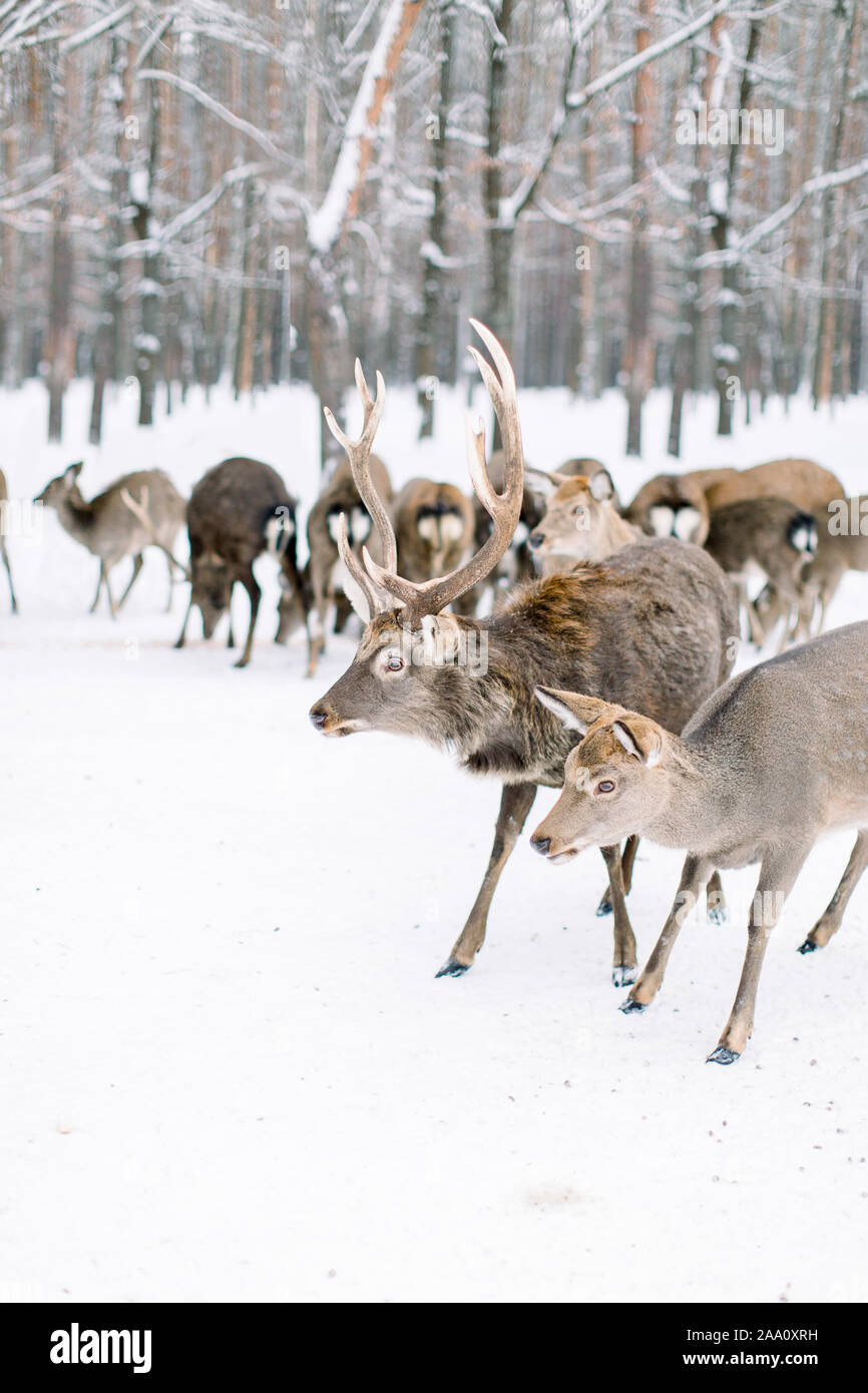 Whitetail deer buck frost hi-res stock photography and images - Alamy