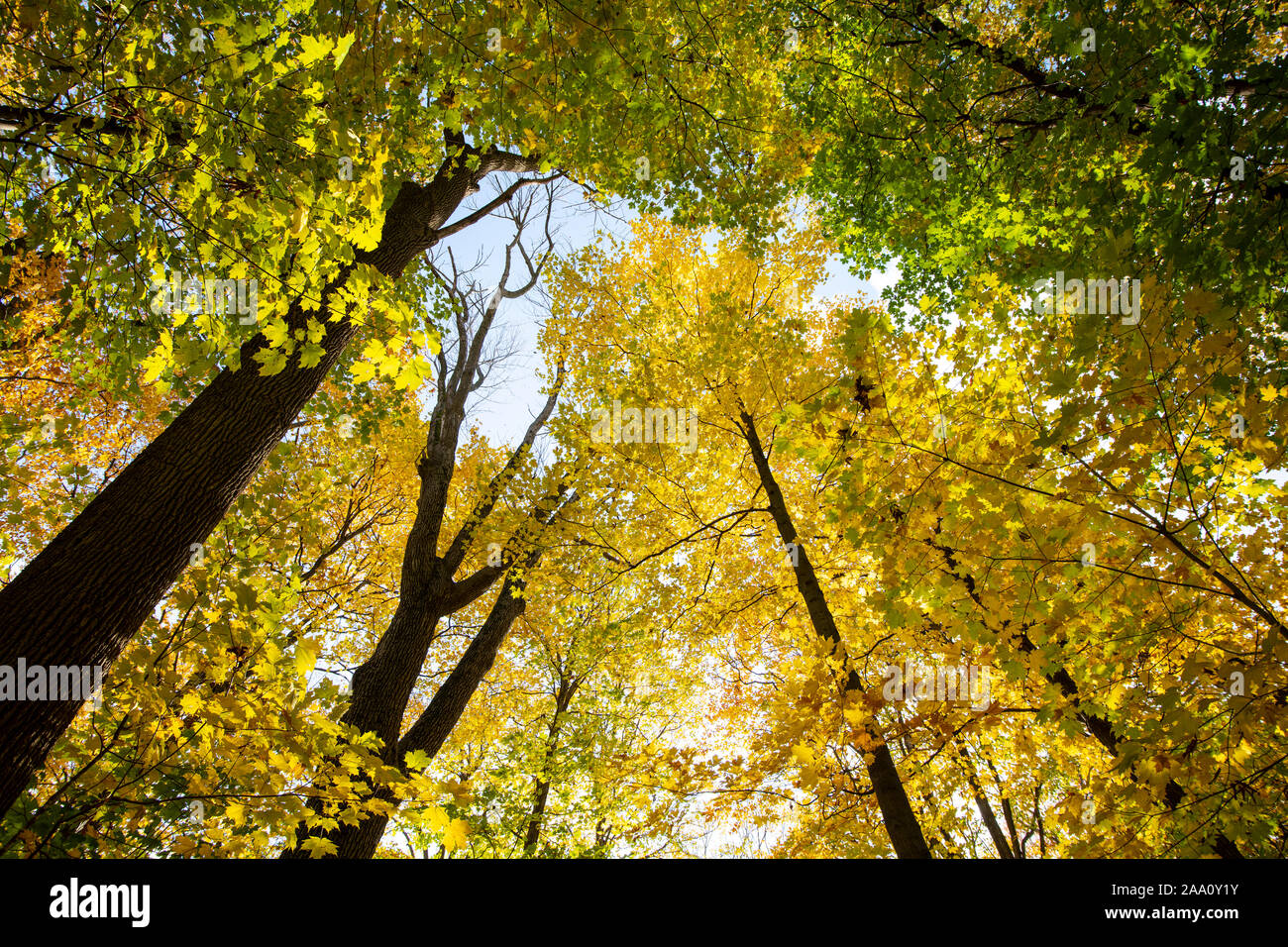 Fall autumn leaves colors colorful tree trees hi-res stock photography ...