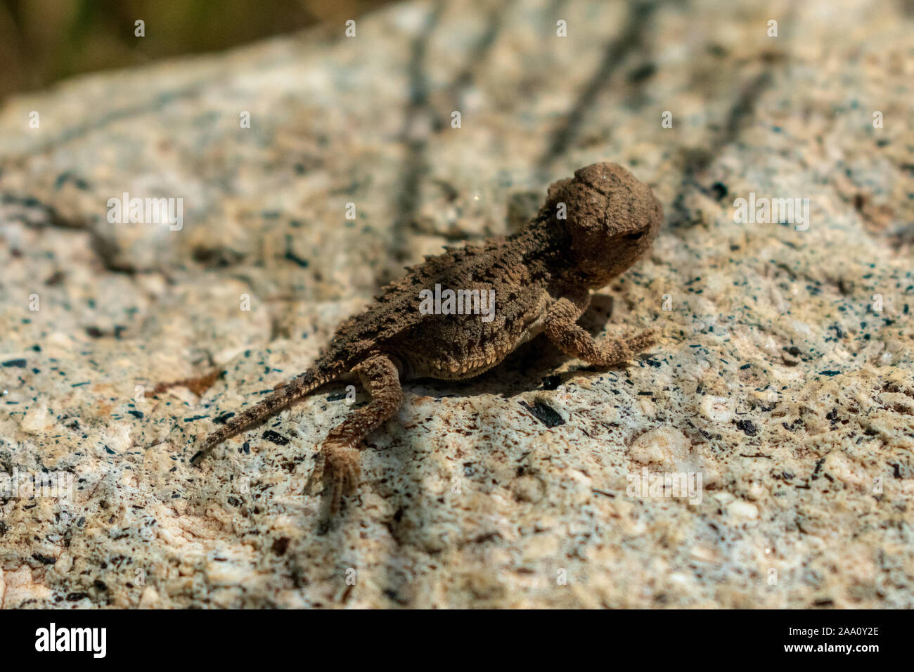 Utah Lizard Laying on Rock Stock Photo - Alamy