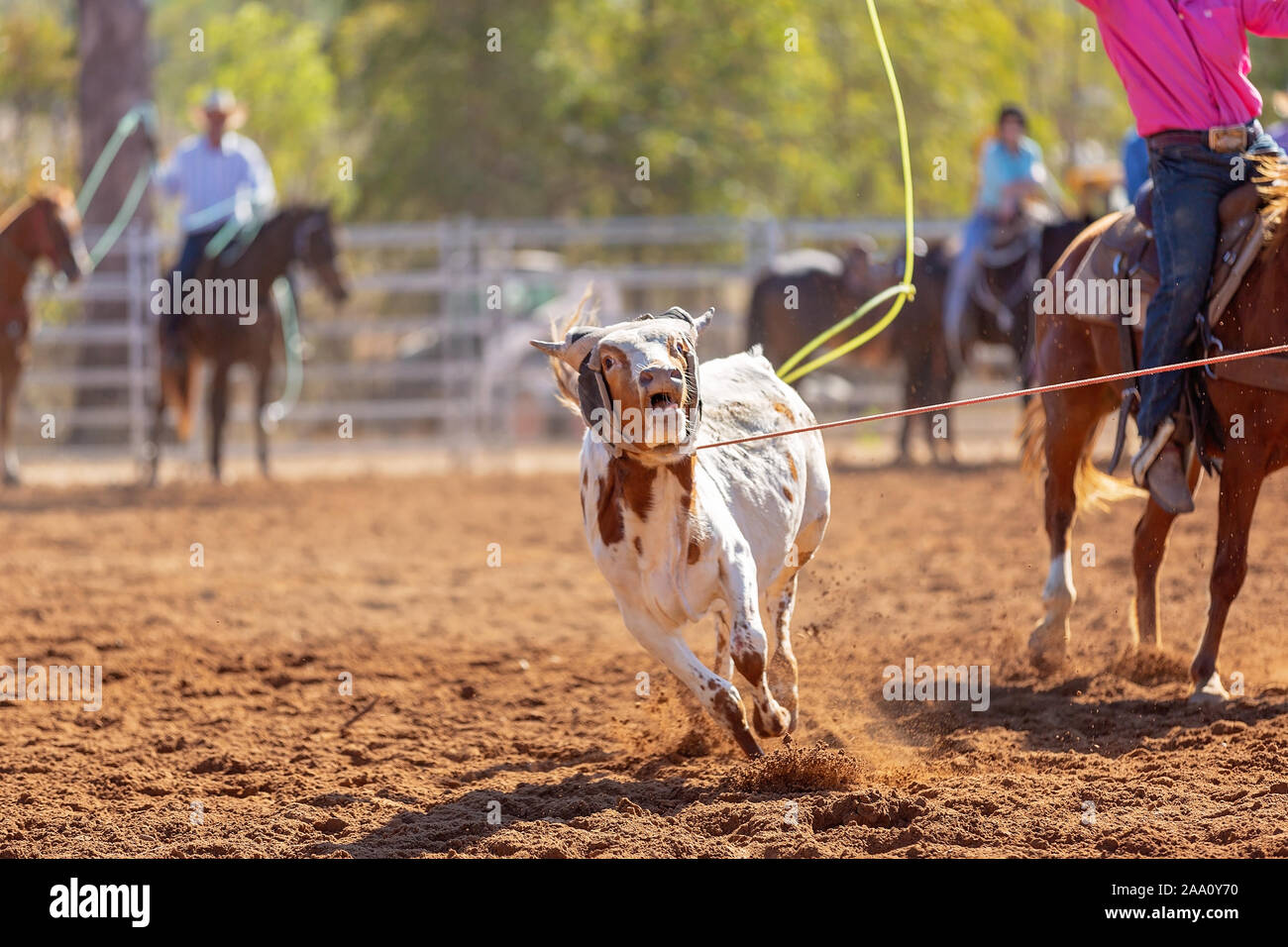 Calf being lassoed in a team calf roping event by cowboys at a country ...