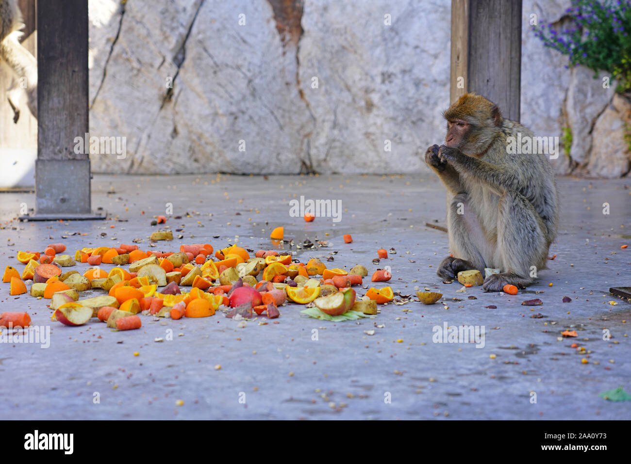 View of a wild Barbary Macaque monkey eating fruit at the top of the ...