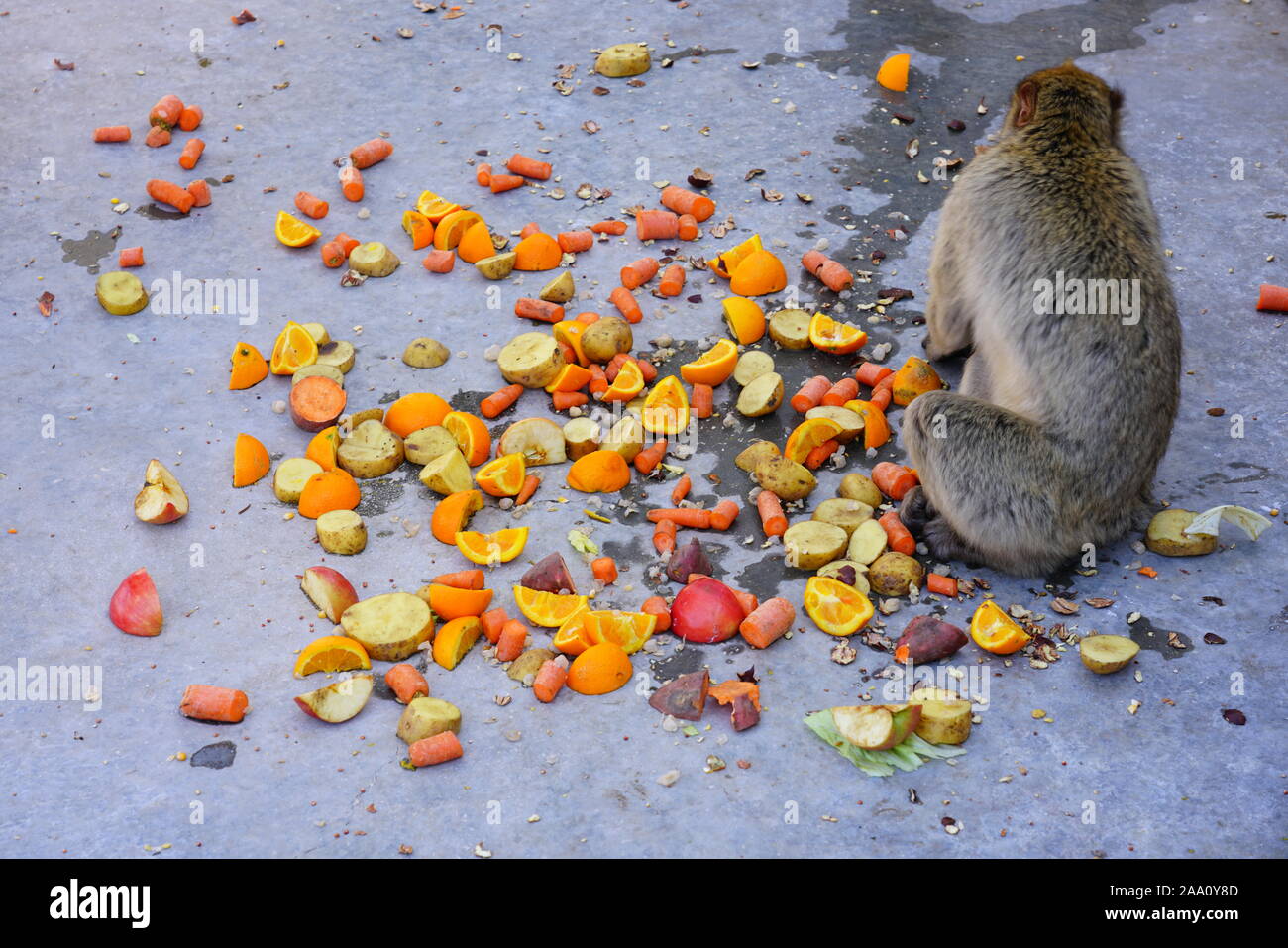View of a wild Barbary Macaque monkey eating fruit at the top of the ...