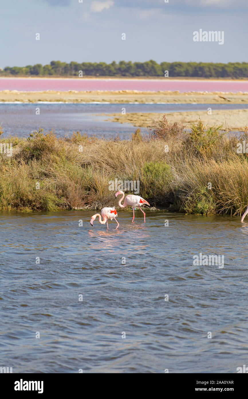 Great salt pond hi-res stock photography and images - Alamy