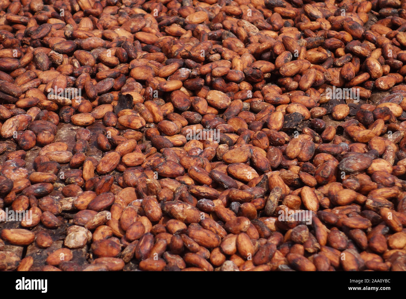 Cocoa beans drying Stock Photo - Alamy