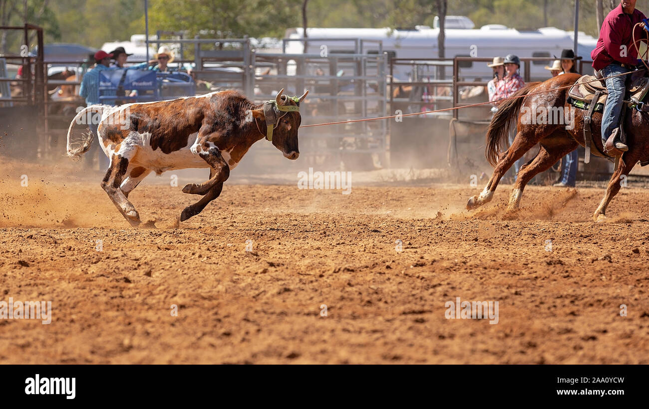 Calf being lassoed in a team calf roping event by cowboys at a country ...