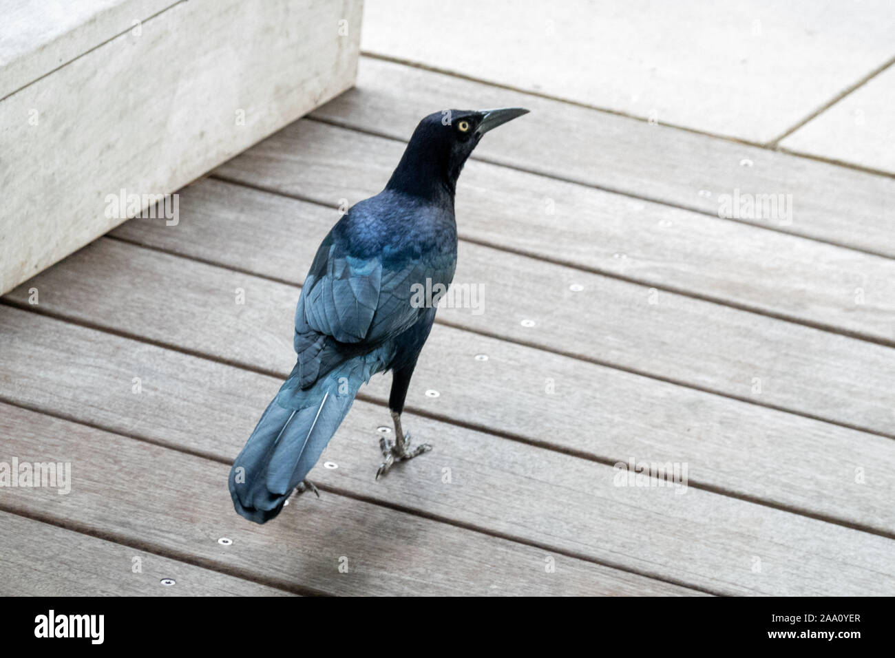 Coommon Grackle is considered pest by some, opportunistic bird that can ...
