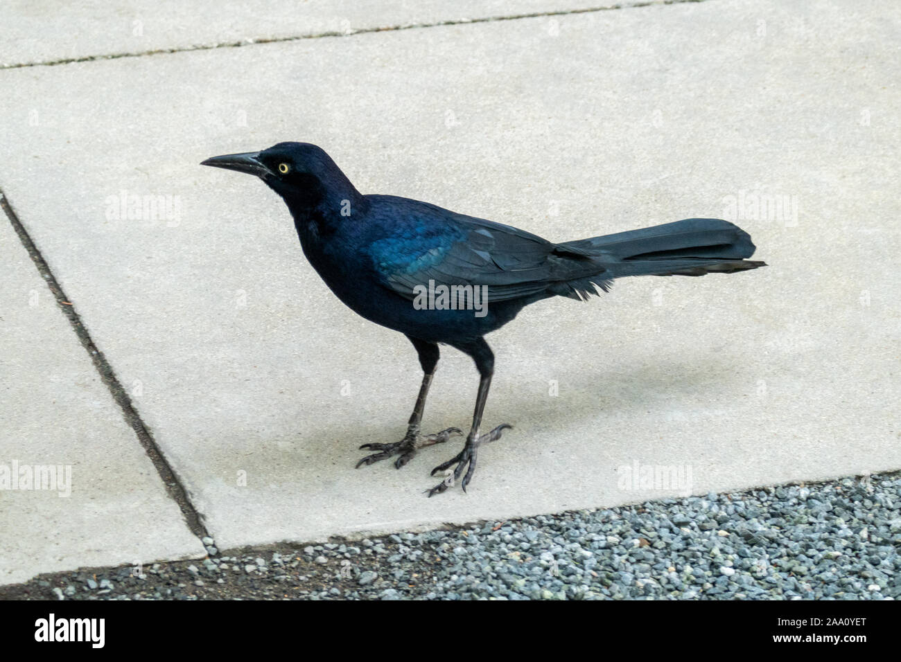 Coommon Grackle is considered pest by some, opportunistic bird that can ...