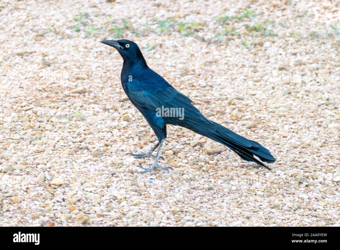 Coommon Grackle is considered pest by some, opportunistic bird that can ...