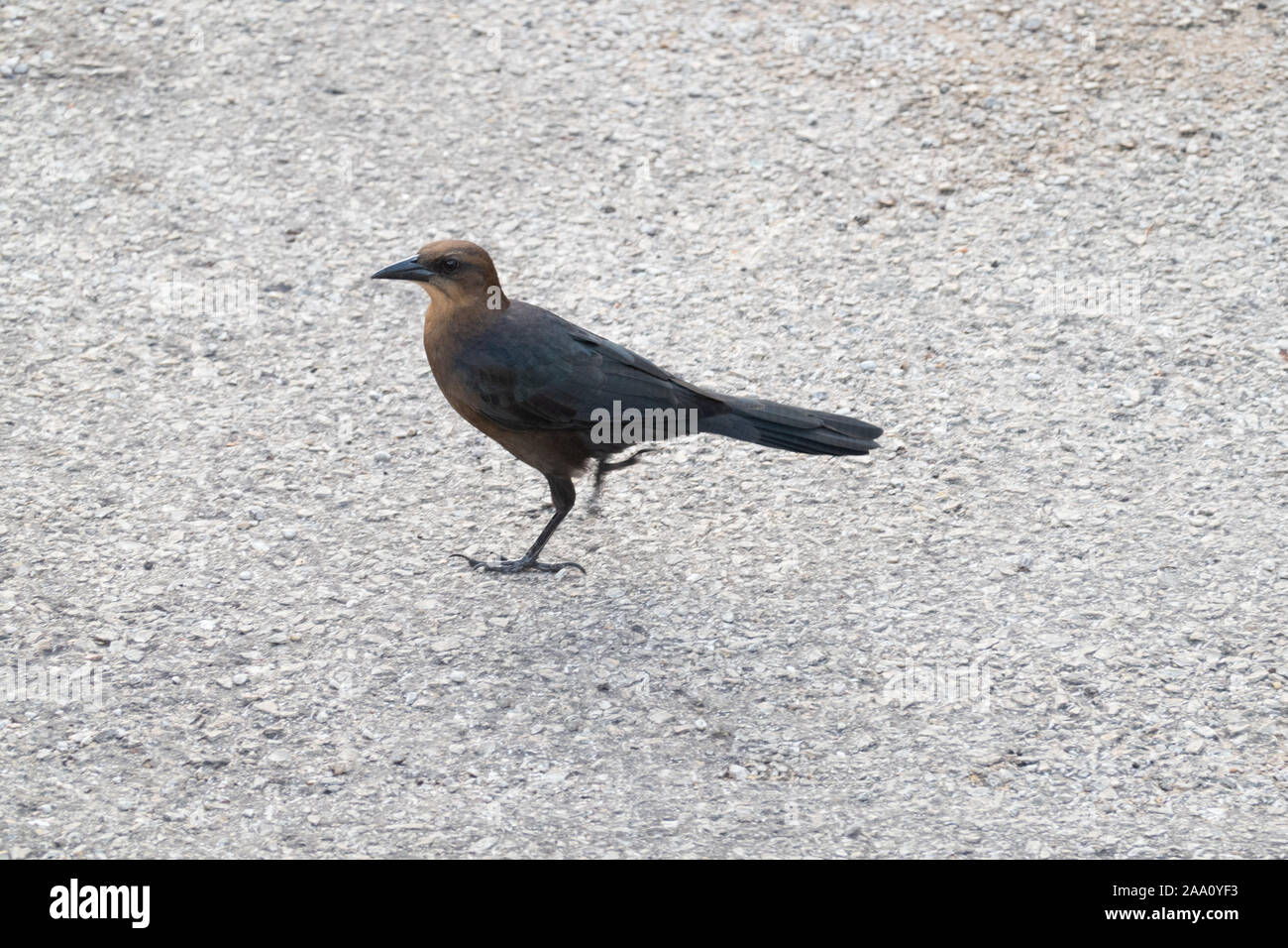 Coommon Grackle is considered pest by some, opportunistic bird that can ...