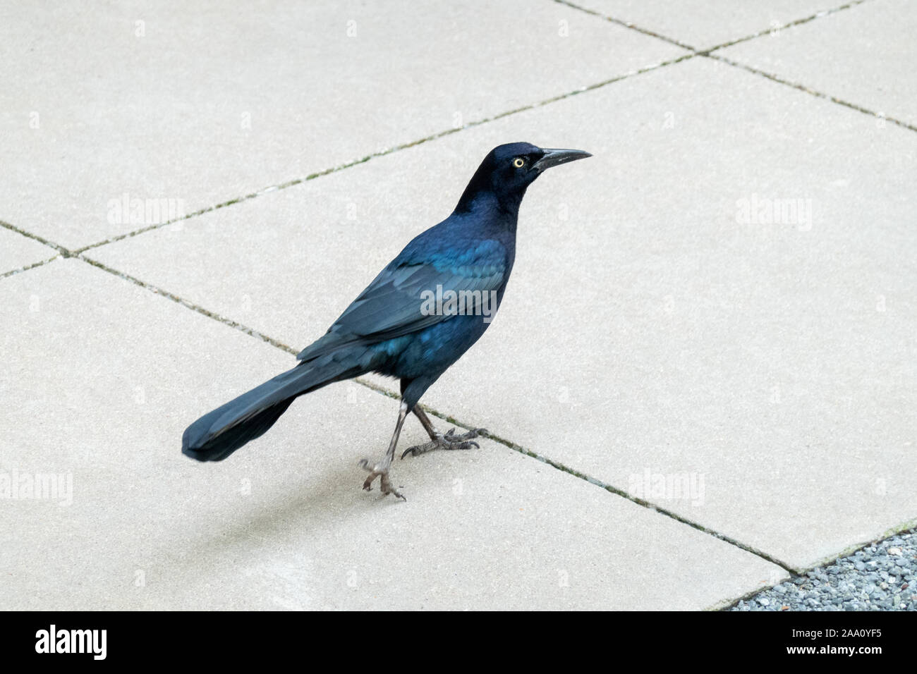 Coommon Grackle is considered pest by some, opportunistic bird that can ...