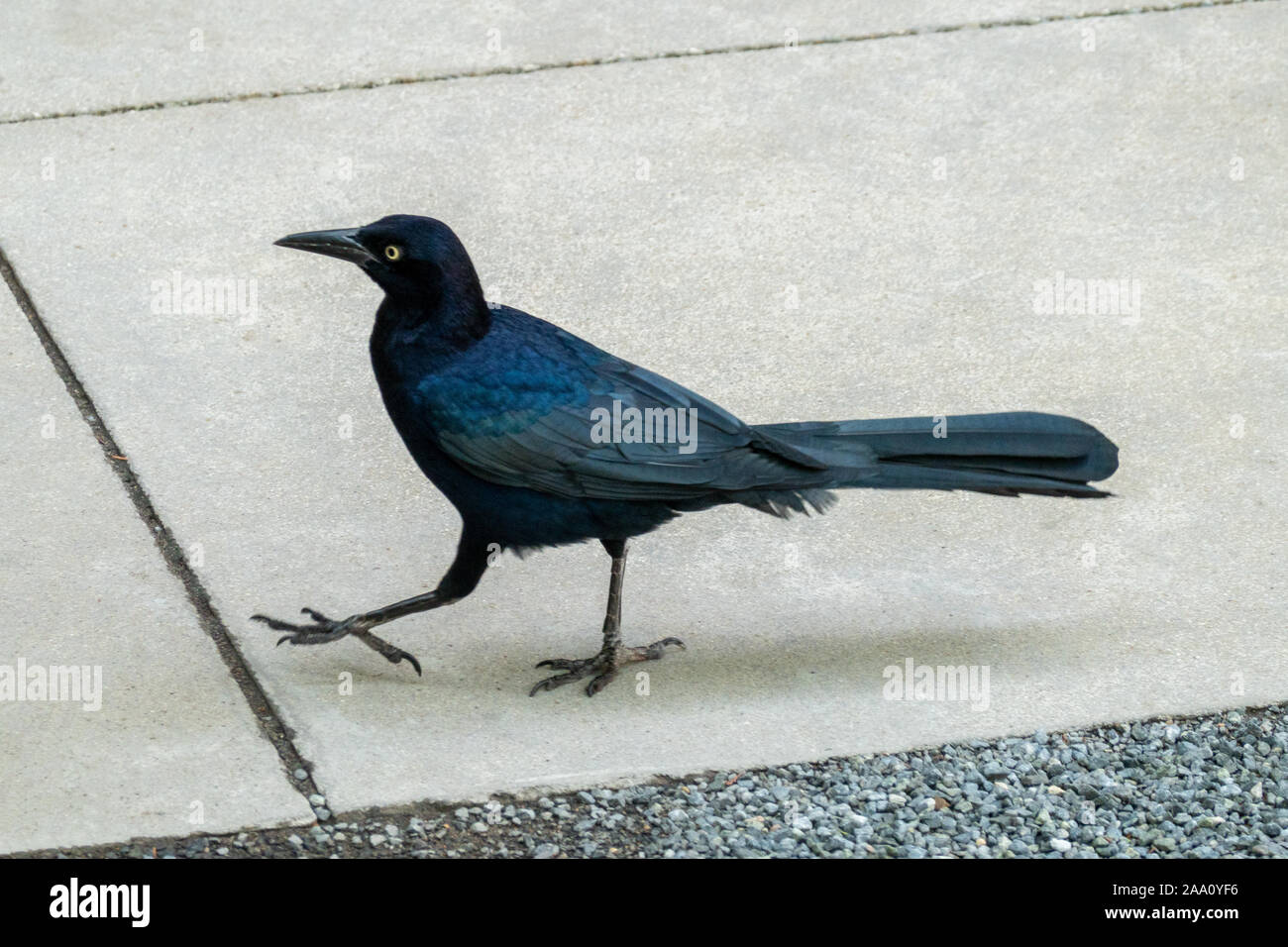 Coommon Grackle is considered pest by some, opportunistic bird that can ...