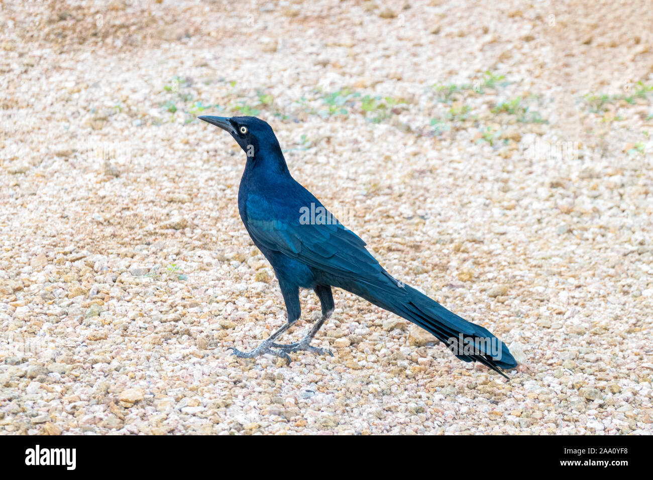 Coommon Grackle is considered pest by some, opportunistic bird that can ...