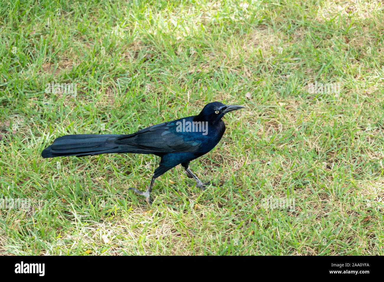 Coommon Grackle is considered pest by some, opportunistic bird that can ...