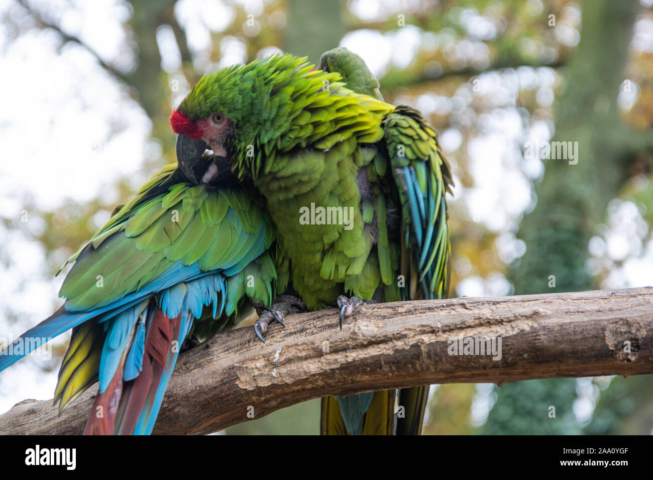 Mexican Red-headed tropical parrots on a brunch, zoo. Birds. Colorful ...