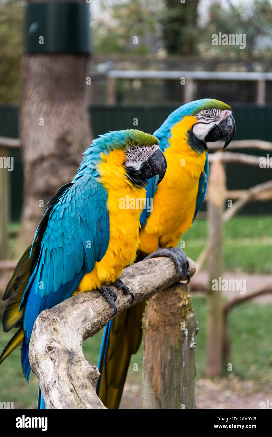 Macaw parrots on branches, blue yellow colorful parrots Stock Photo - Alamy