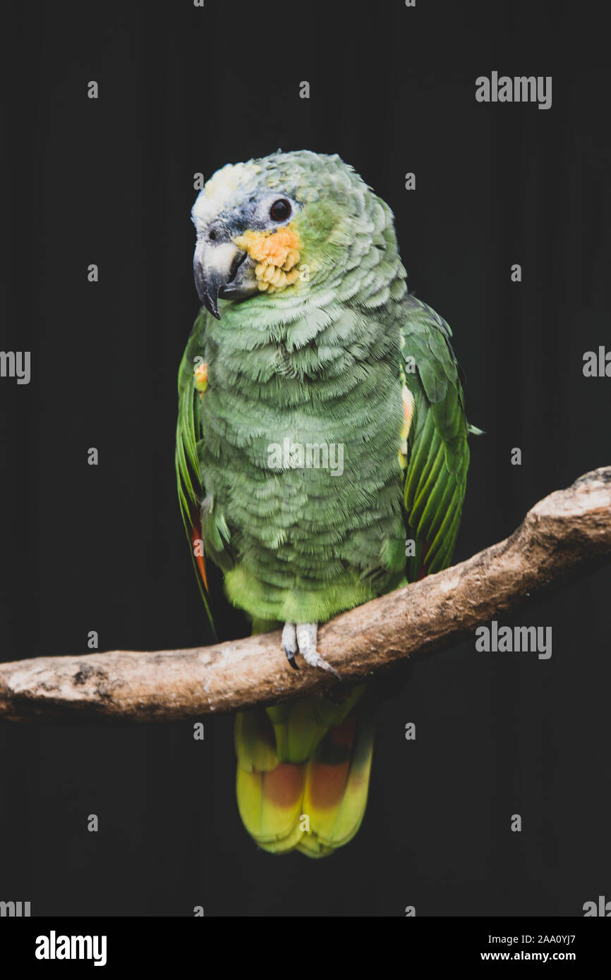 Red-headed tropical parrot on a brunch, zoo. birds. Colorful exotic ...