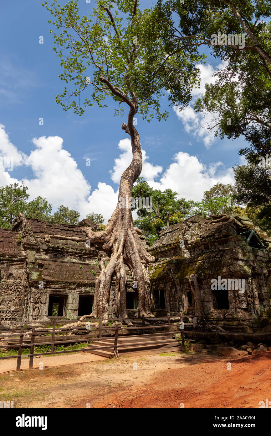 Famous spung tree at Ta Phrom. This tree has been pictured in big ...