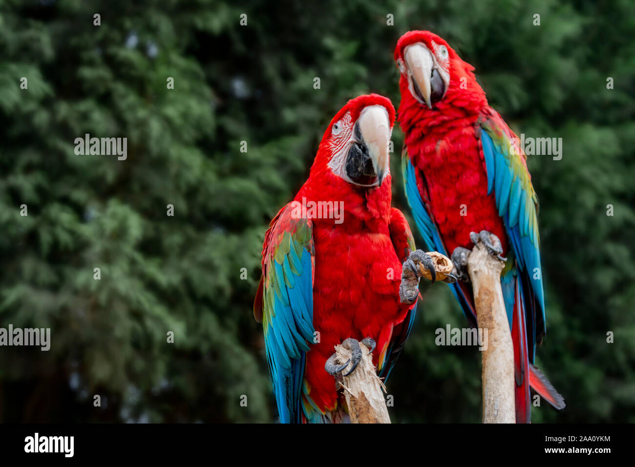 Wild Scarlet Macaw