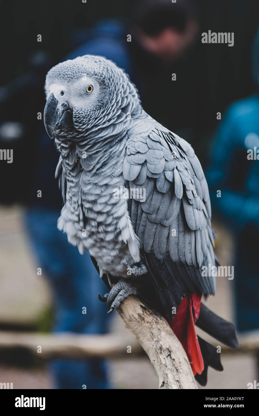 African parrot grey feather hi-res stock photography and images - Alamy