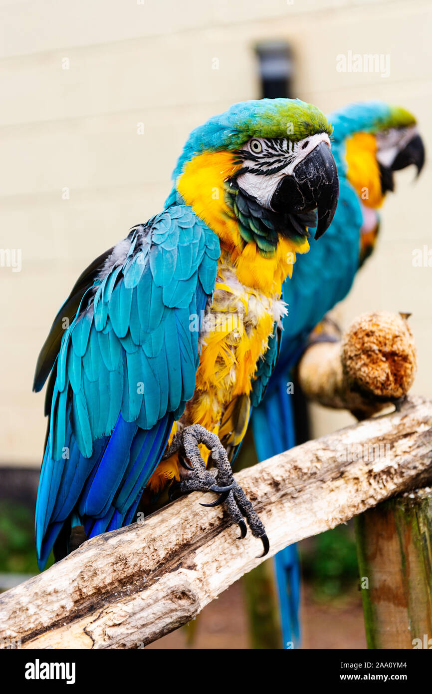 Macaw parrots on branches, blue yellow colorful parrots Stock Photo - Alamy