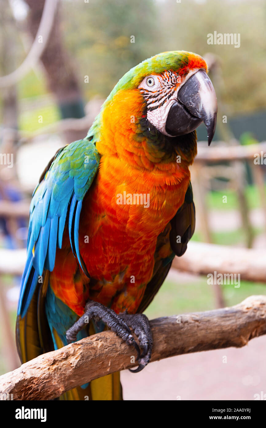 Colorful Macaw