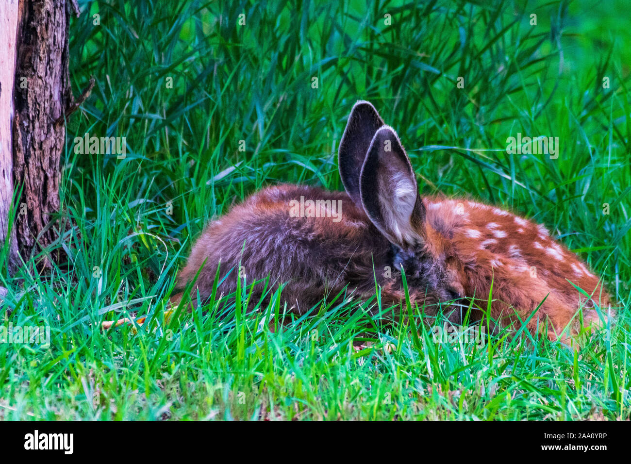 Baby sleeping with fawn hi-res stock photography and images - Alamy
