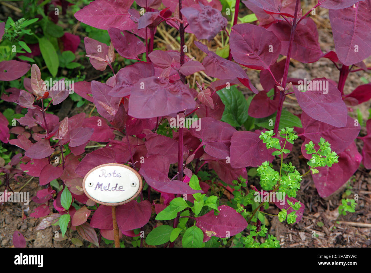 Rote Gartenmelde in einem Bauerngarten Stock Photo - Alamy