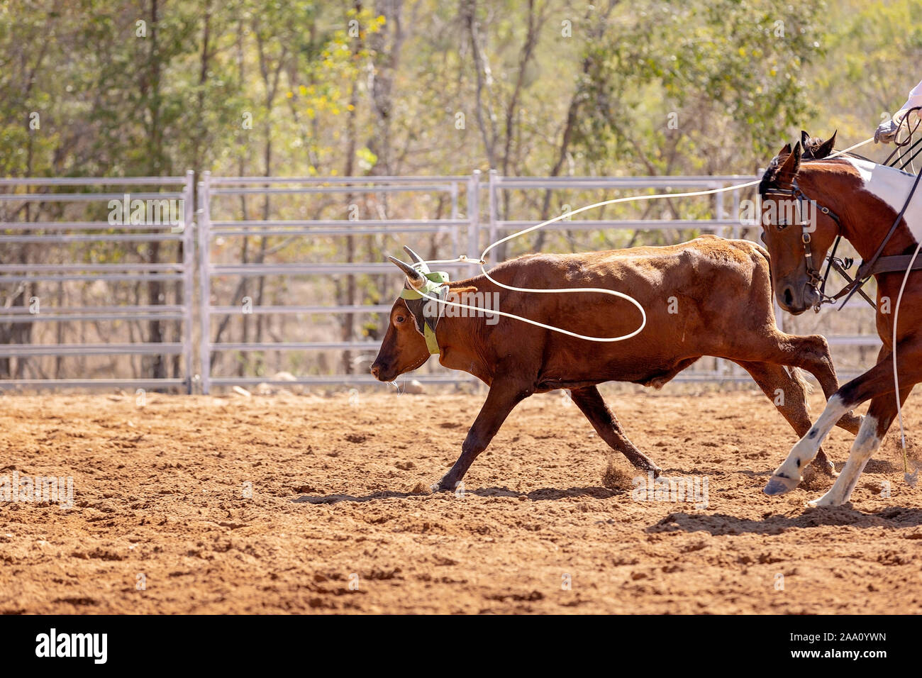 Calf being lassoed in a team calf roping event by cowboys at a country ...