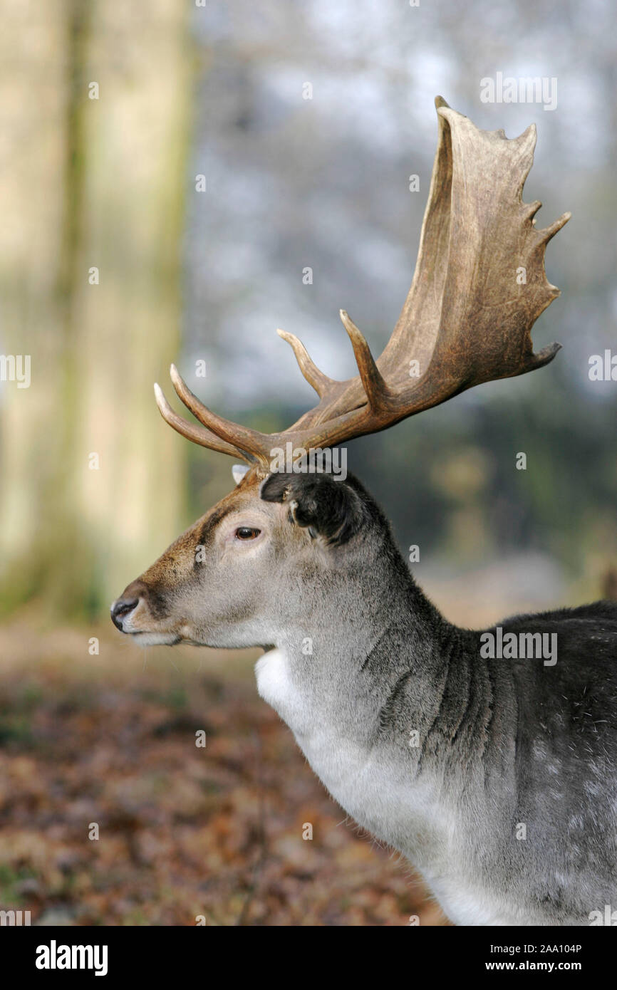 Portrait eines Damhirsch (Dana dana), Wildpark Weilburg / Portrait of a ...