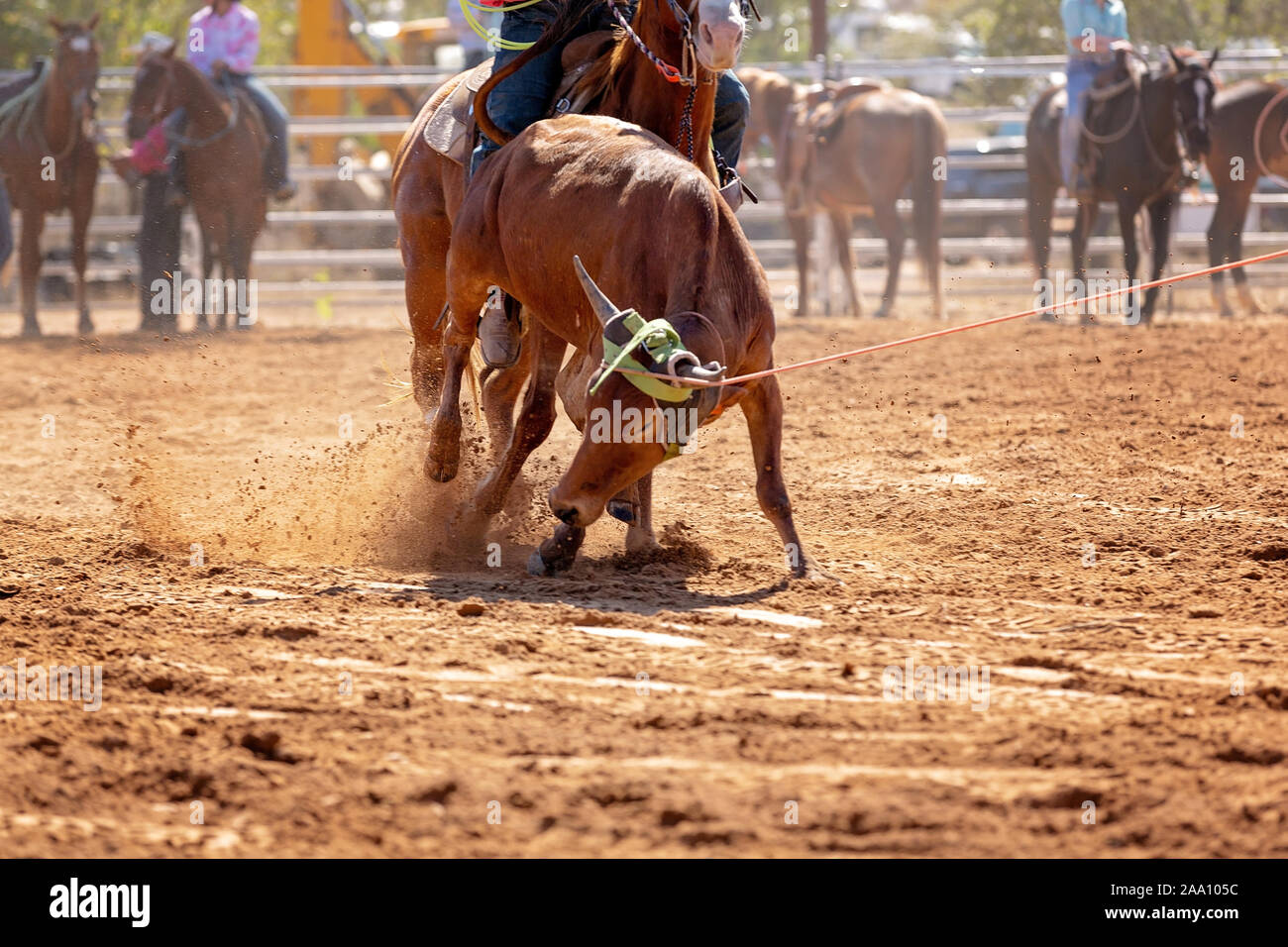 Calf being lassoed in a team calf roping event by cowboys at a country ...