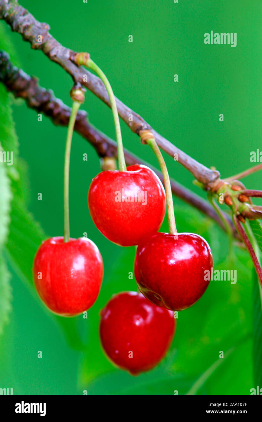 Kirsche d hi-res stock photography and images - Alamy