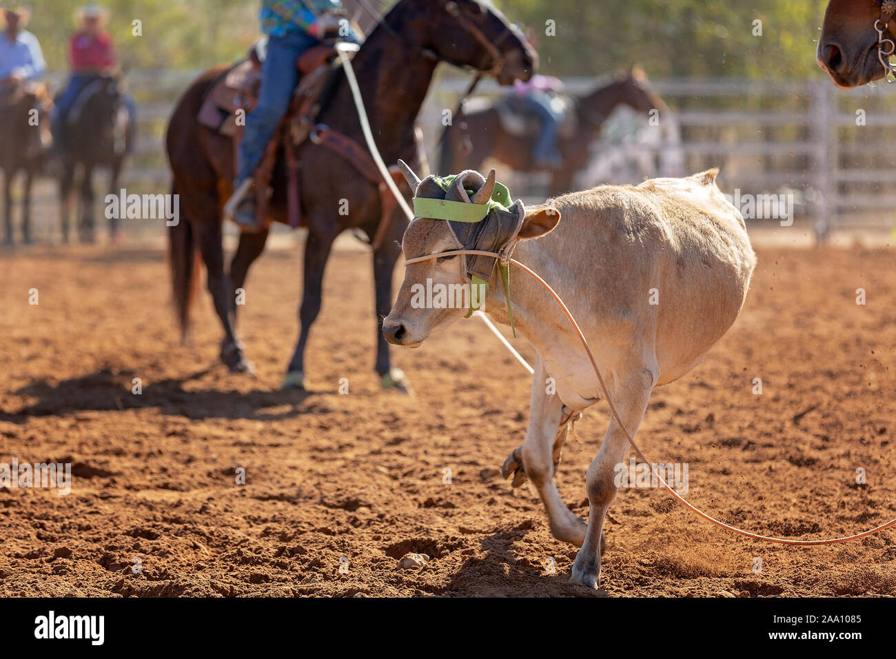 Calf being lassoed in a team calf roping event by cowboys at a country ...