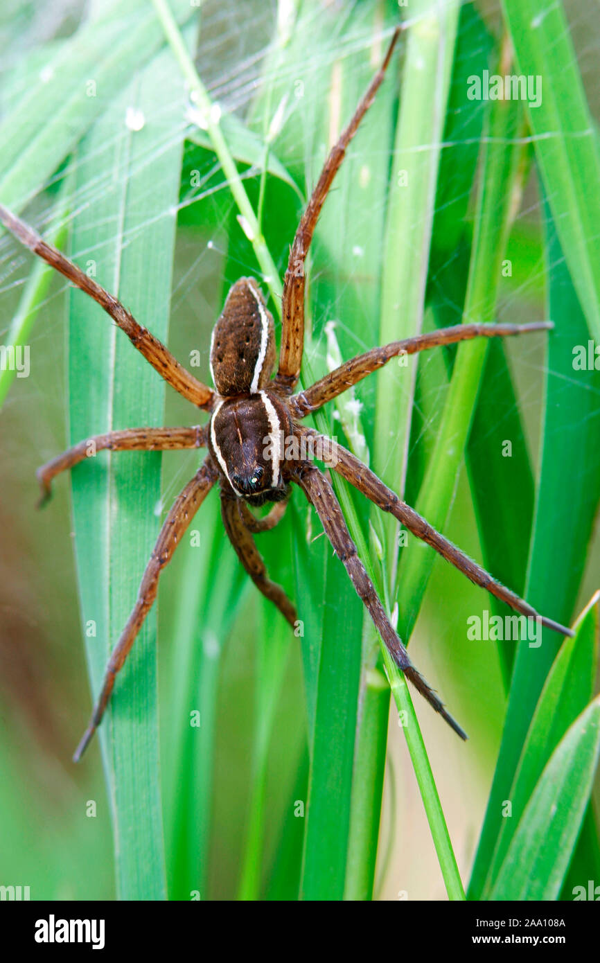 Listspinne (Pisaura mirabilis) / Spider (Pisaura mirabilis Stock Photo ...