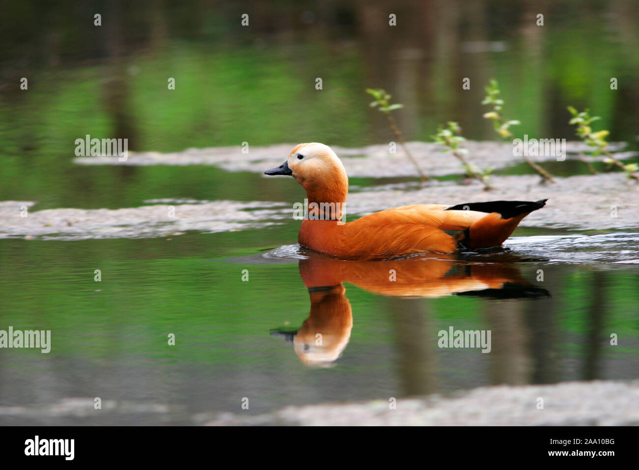 Rostgans (Tadorna ferruginea) auf einem Teich / Ruddy (Tadorna ...