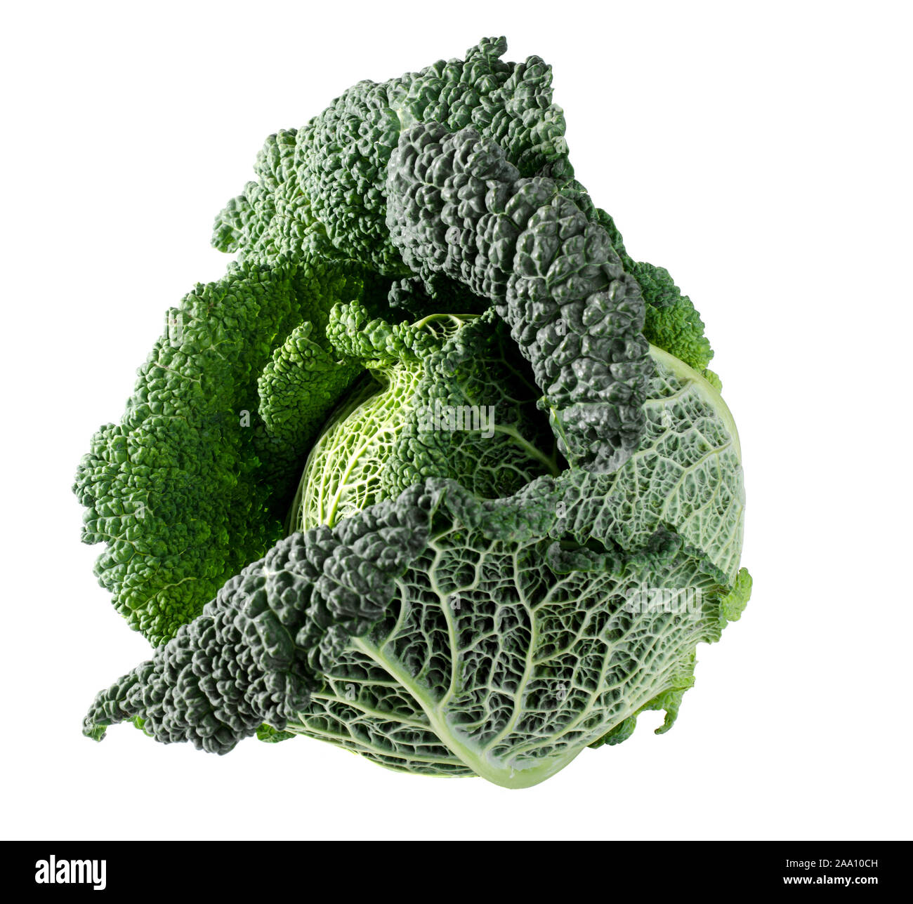 Beautiful Ripe Fresh Green Savoy cabbage isolated on white background ...