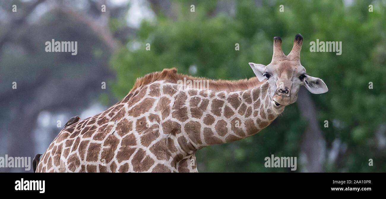 Sideways giraffe hi-res stock photography and images - Alamy
