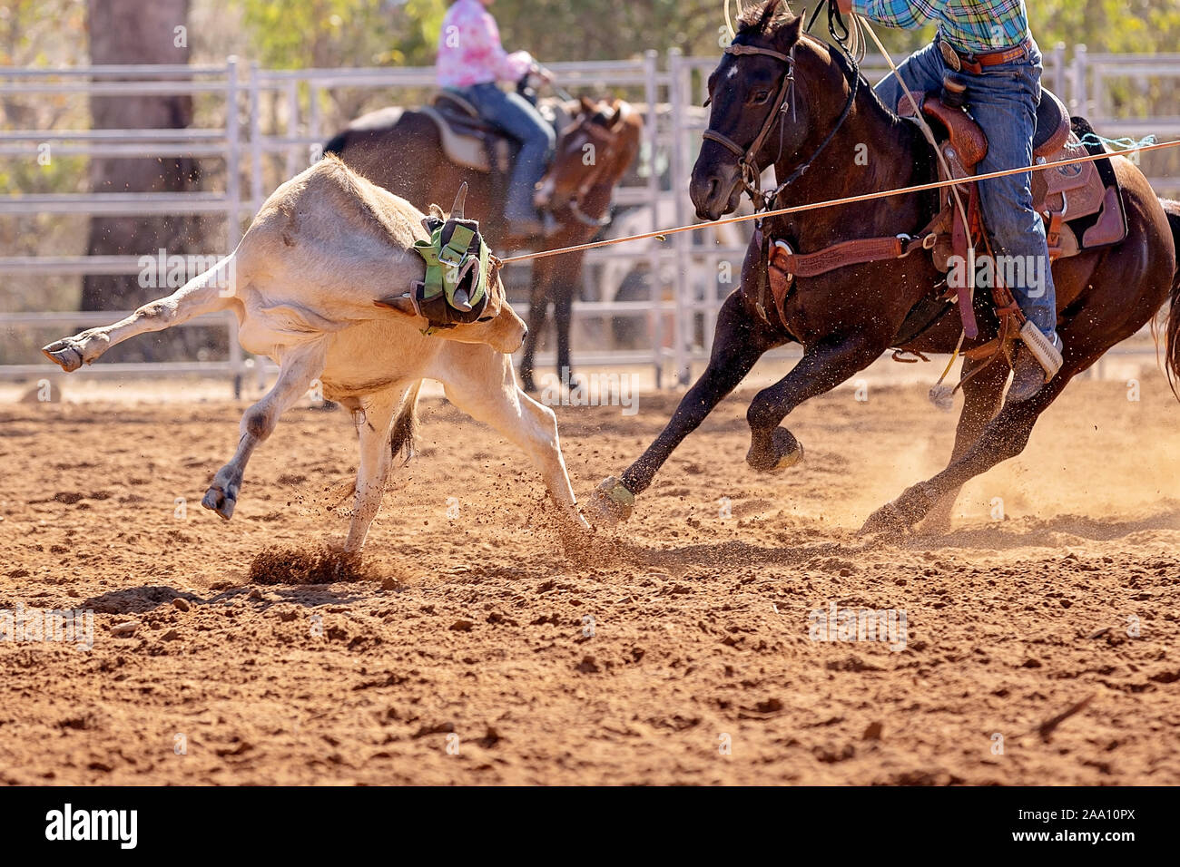 Calf being lassoed in a team calf roping event by cowboys at a country ...