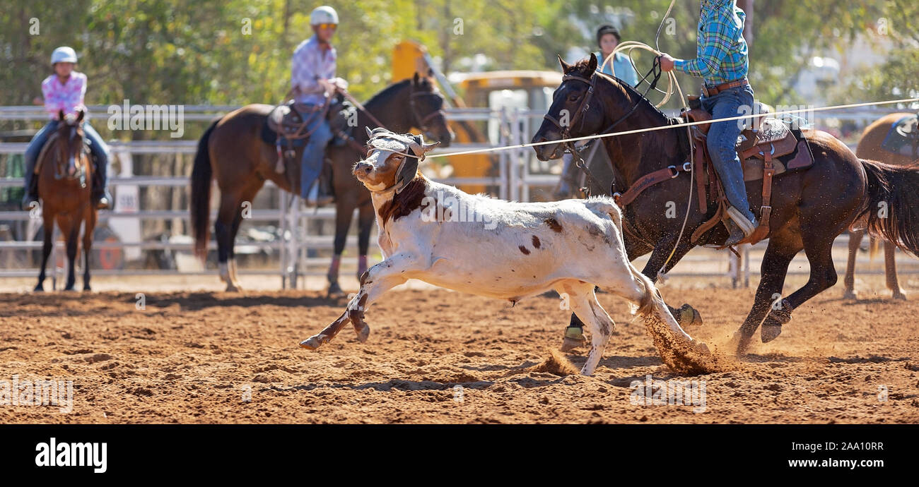 Calf being lassoed in a team calf roping event by cowboys at a country ...