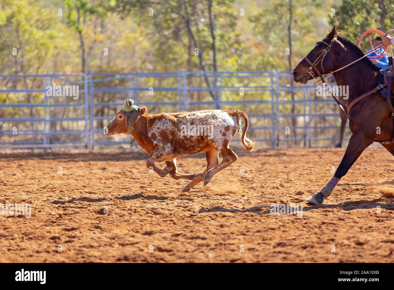Calf being lassoed in a team calf roping event by cowboys at a country ...