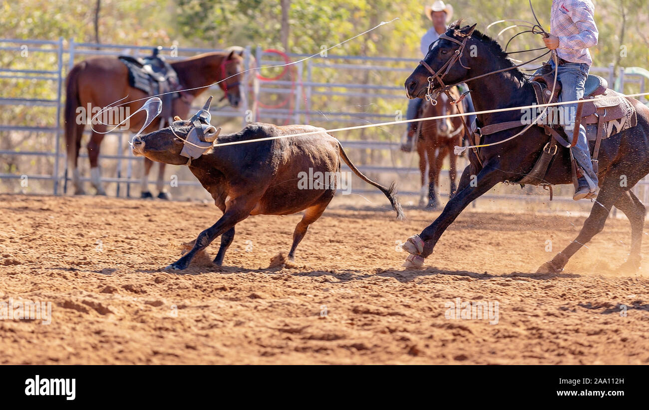 Calf being lassoed in a team calf roping event by cowboys at a country ...