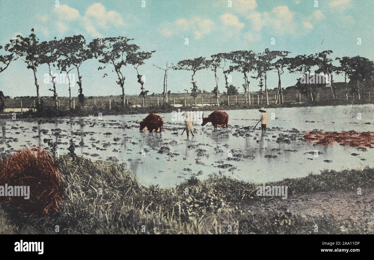 Illustrated postcard of two farmers plowing a rice field, with plows ...