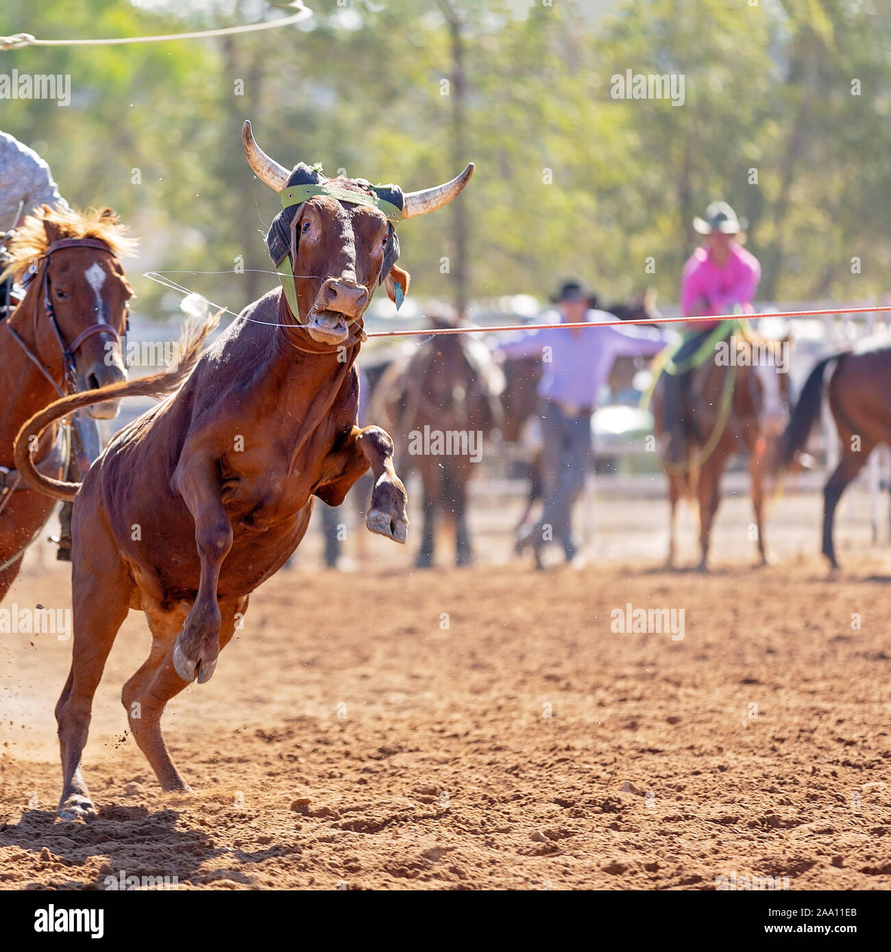 Team calf roping hi-res stock photography and images - Alamy