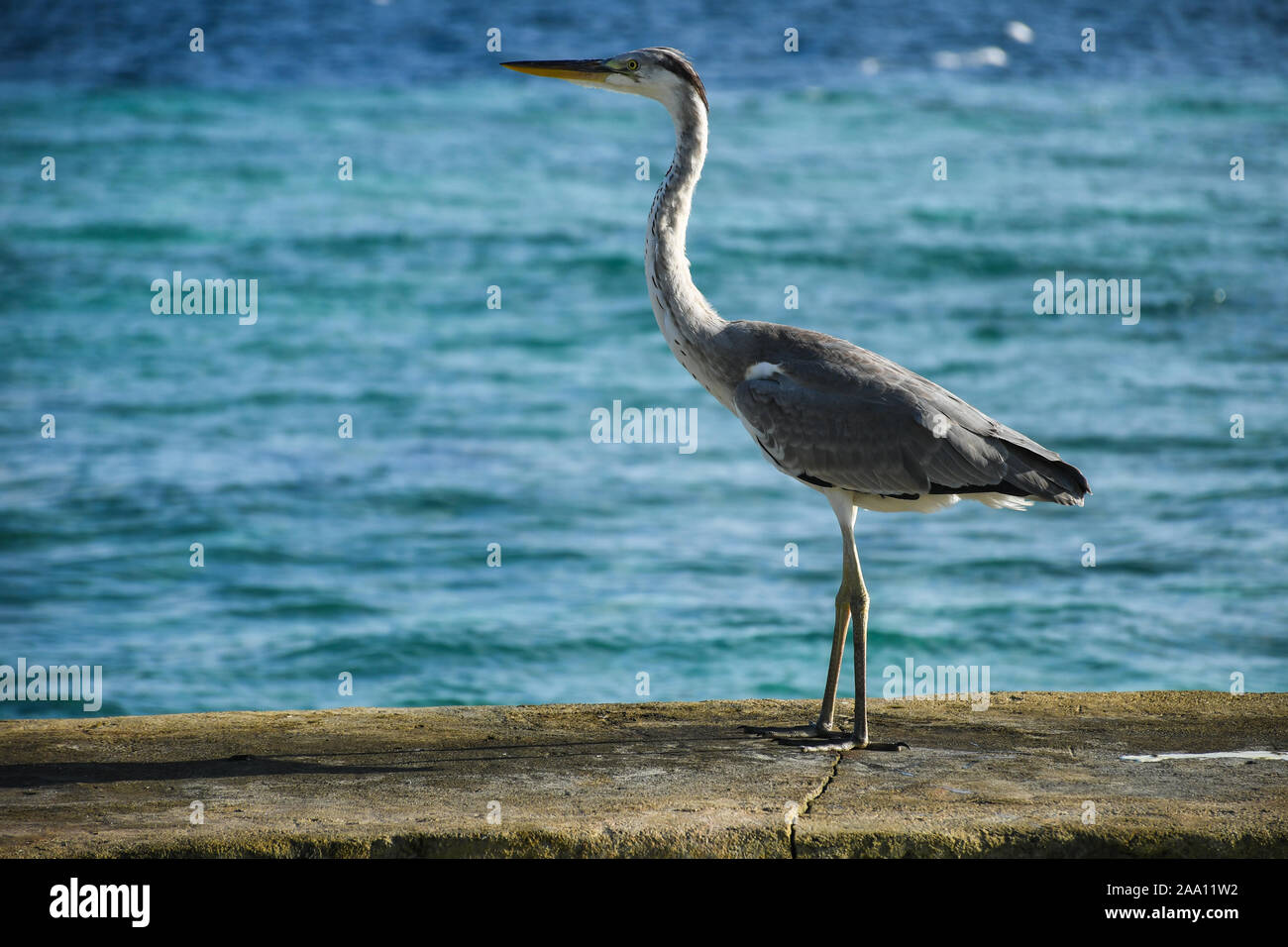 Big hungry crane bird standing on a pier and hunting for a small fish ...