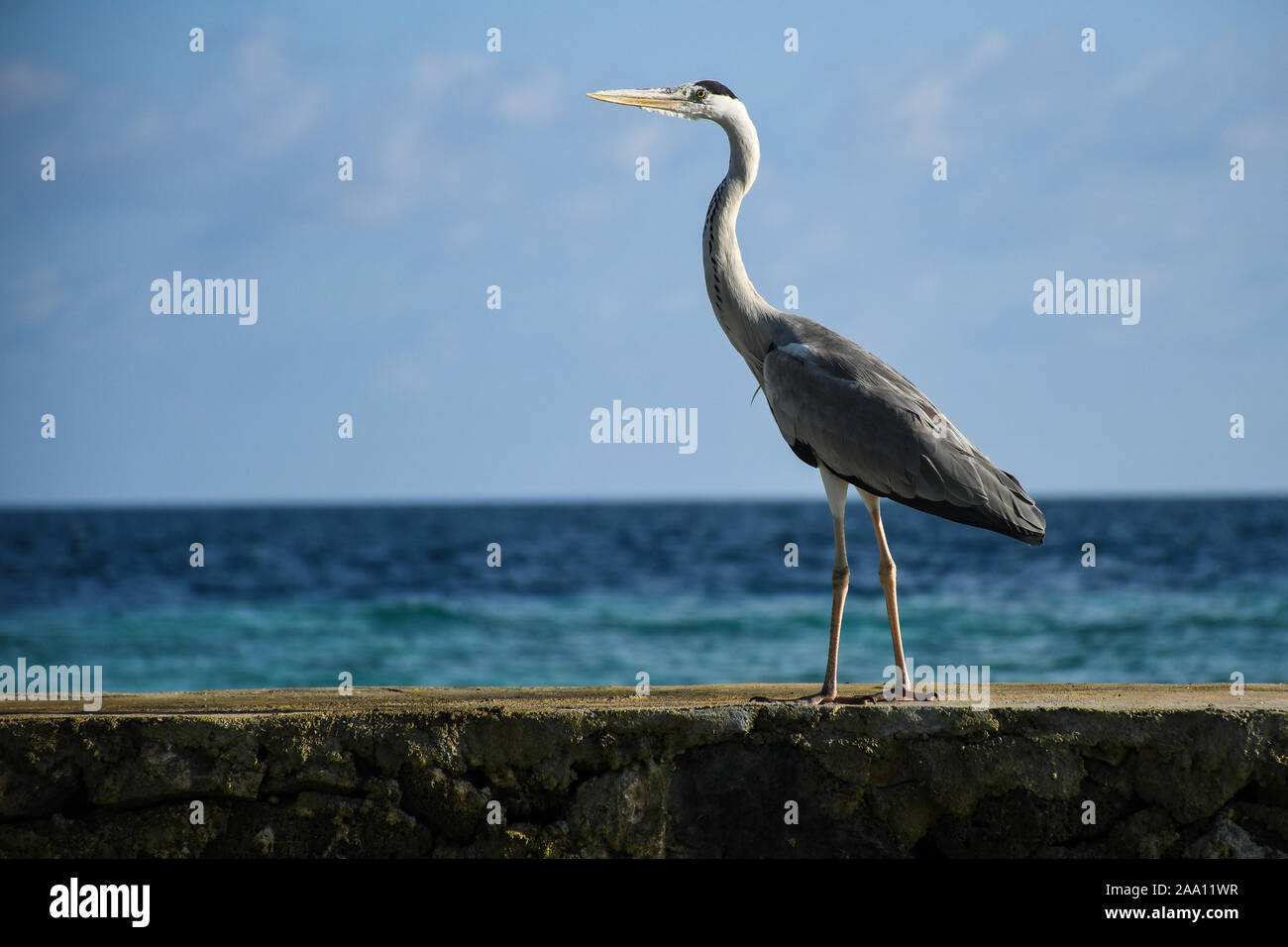 Big hungry crane bird standing on a pier and hunting for a small fish ...