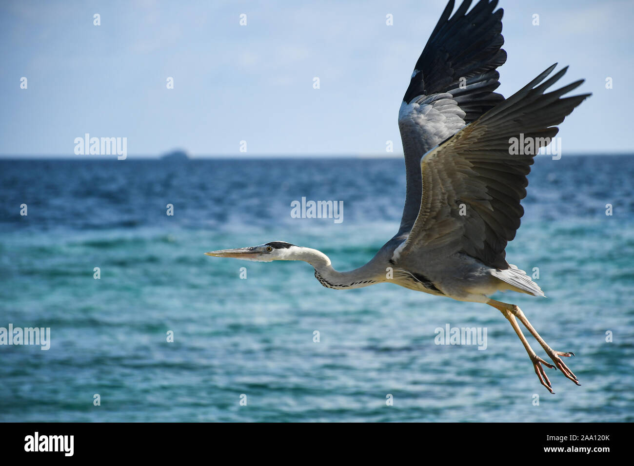 Big hungry crane bird with opened wigs flying over the big blue ocean ...