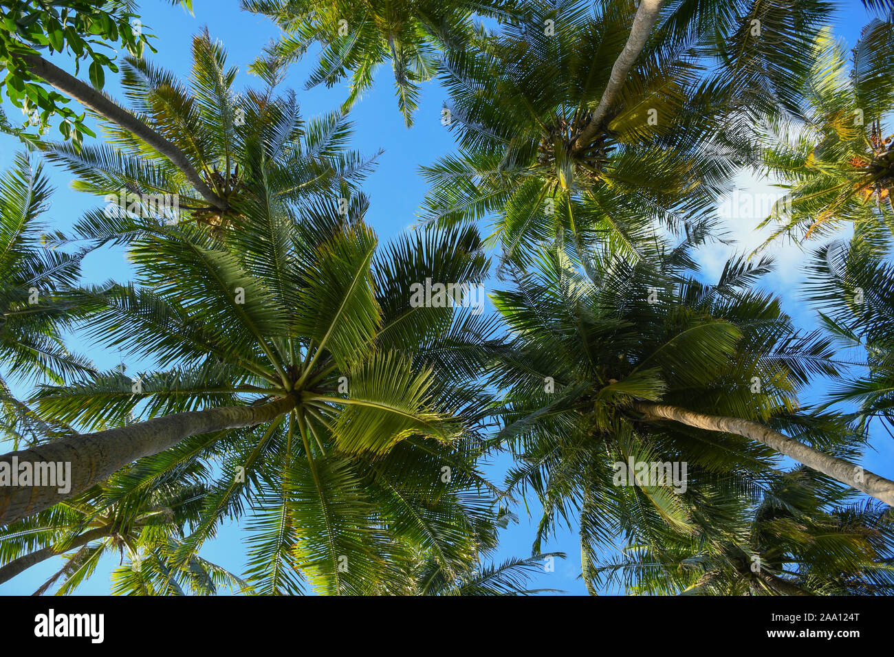 Relaxing and laying under the palm trees with green leaves and clear ...