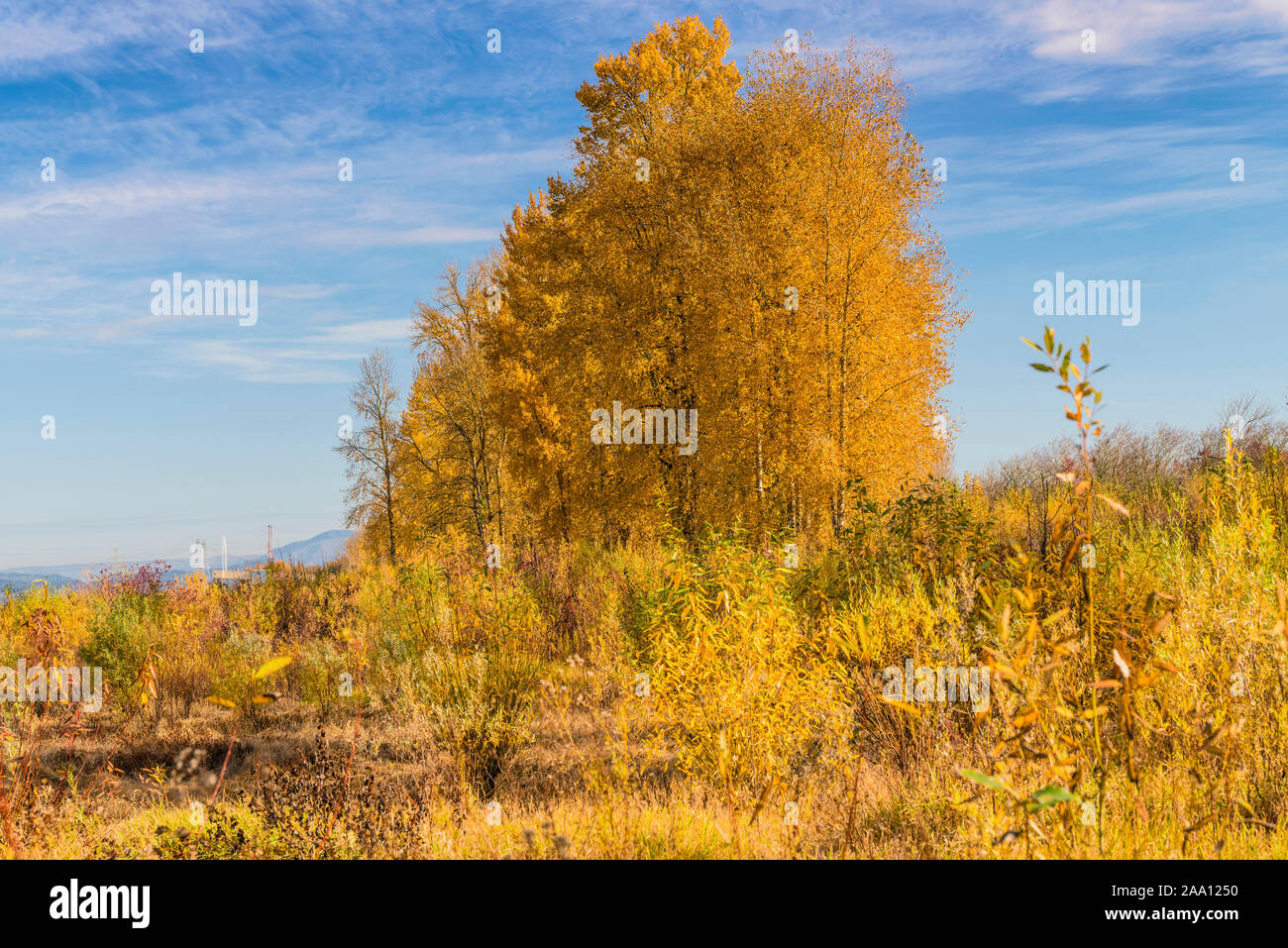 Autumn colors in a landscape Oregon state Stock Photo - Alamy