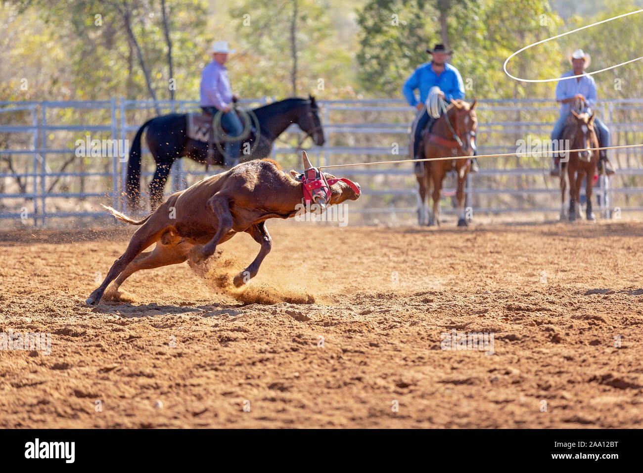 Calf being lassoed in a team calf roping event by cowboys at a country ...