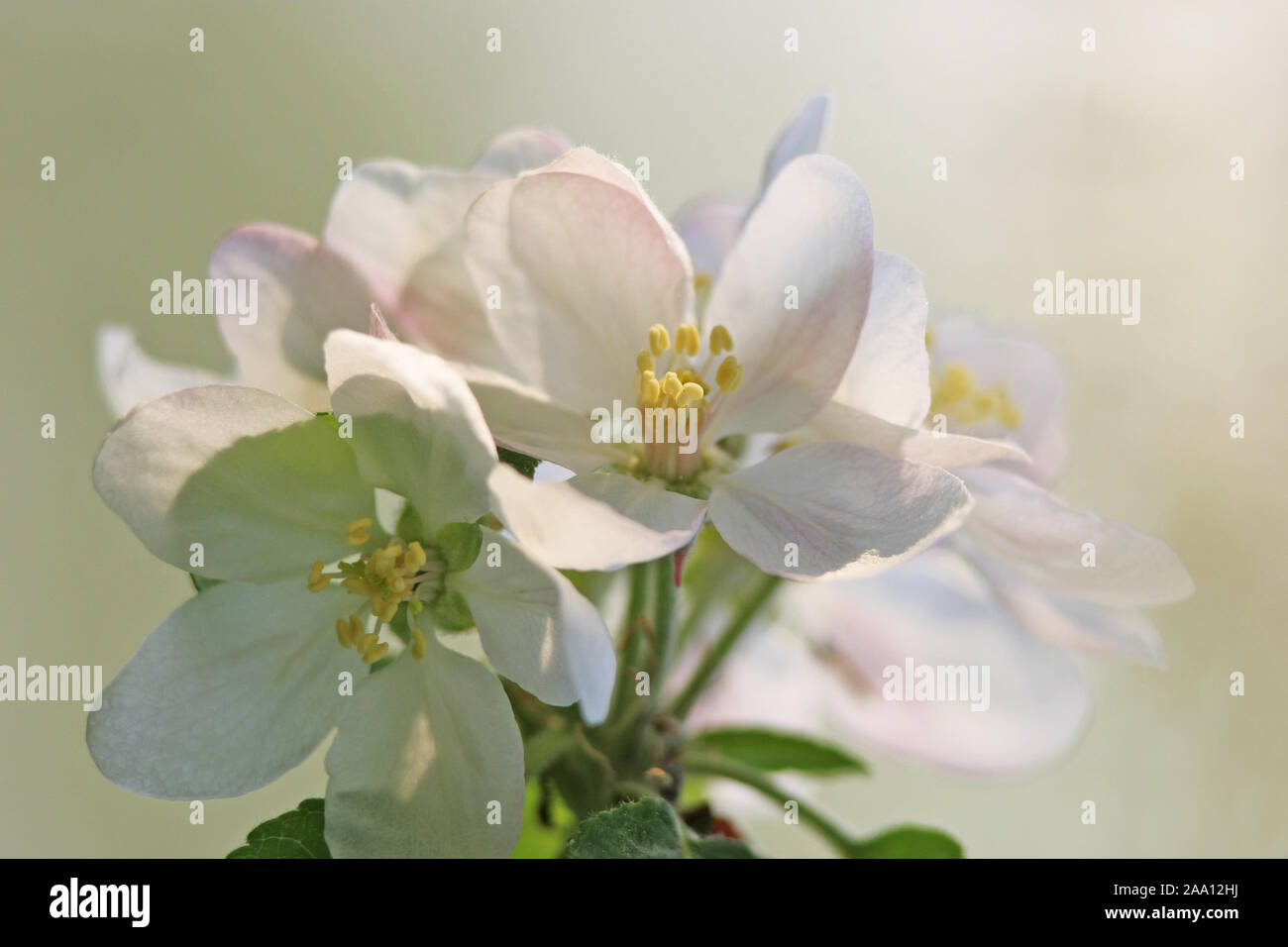Bluhender apfelbaum hi-res stock photography and images - Alamy